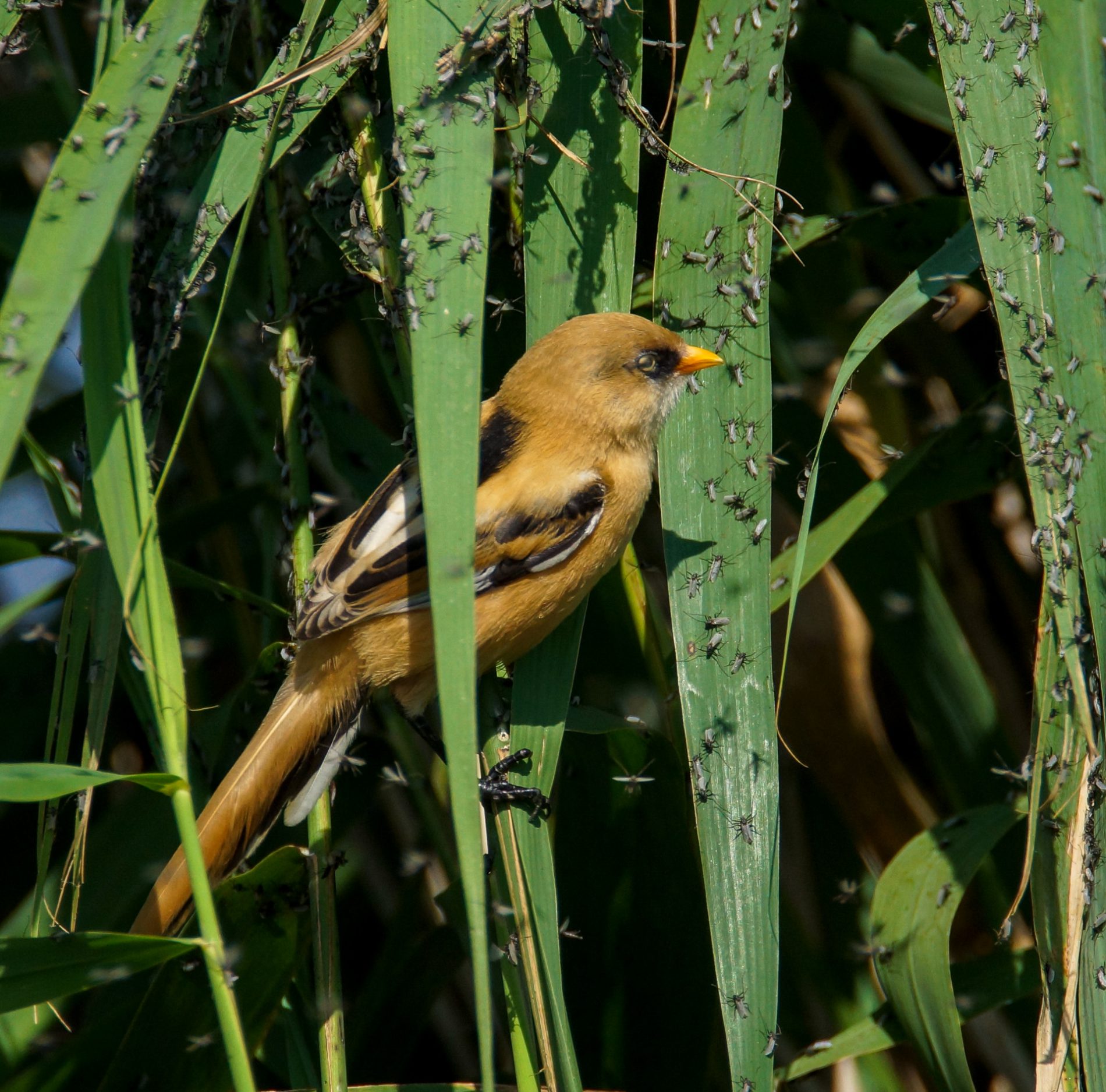 Vogels van riet en moeras - Lauwersmeer in Focus