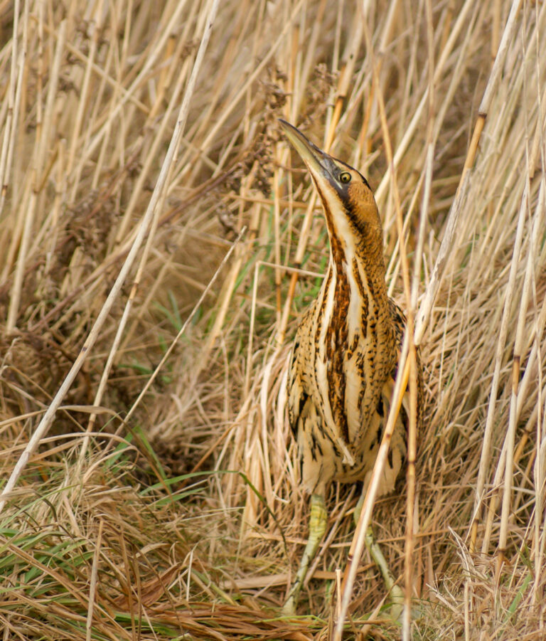 Vogels van riet en moeras - Lauwersmeer in Focus