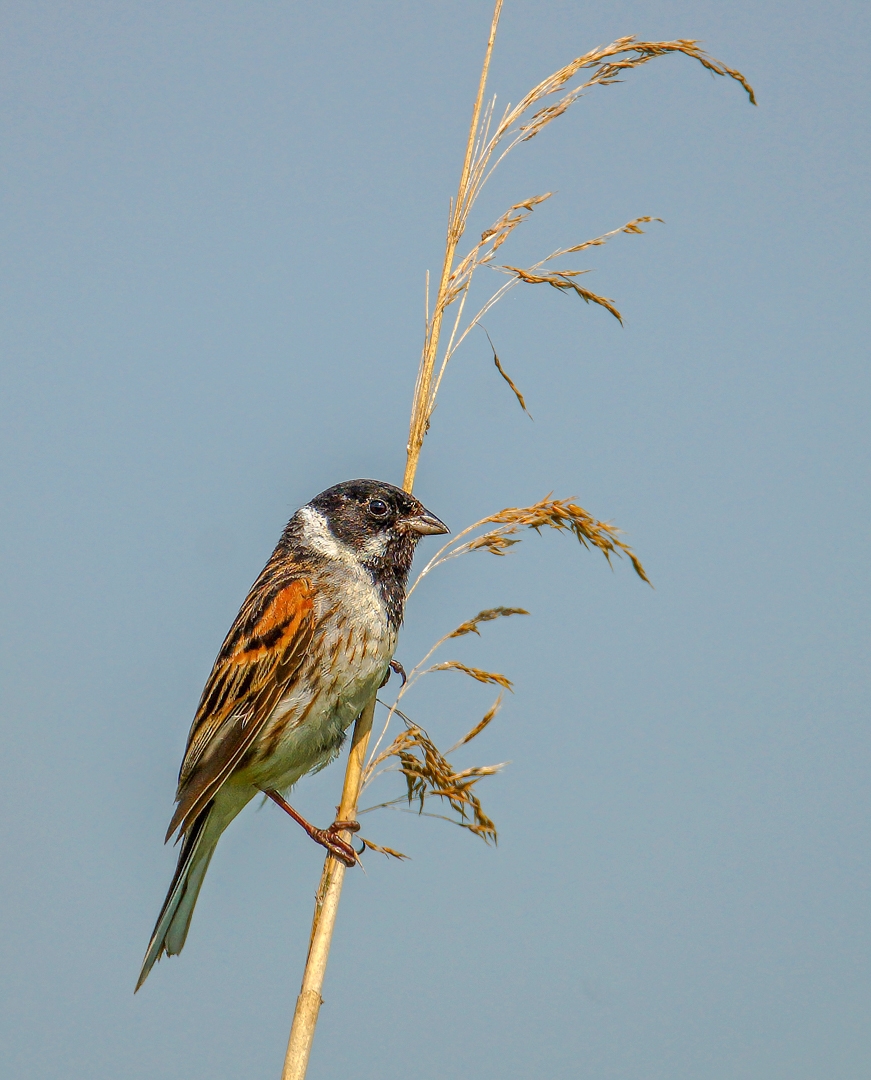 Vogels van riet en moeras - Lauwersmeer in Focus