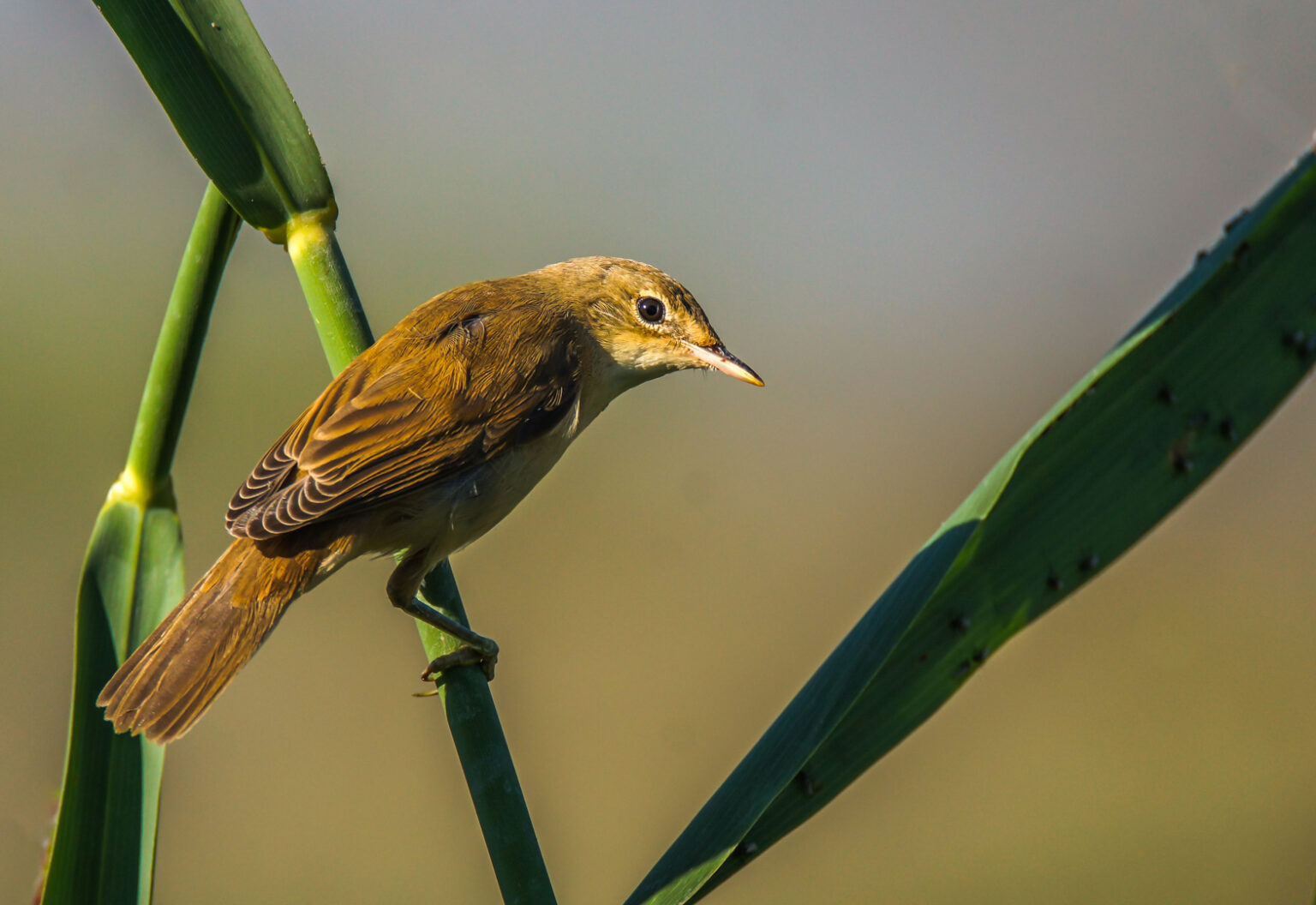 Vogels van riet en moeras - Lauwersmeer in Focus